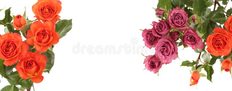 Red Roses Flower Bouquet on White Copy Space Horizontal Long Background ...