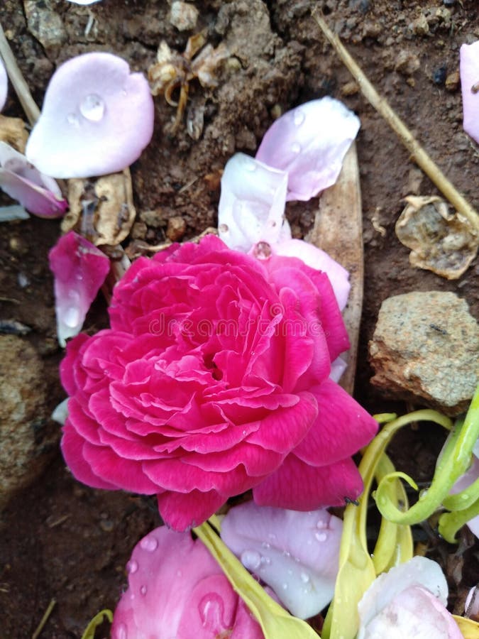 Red Roses Flower on the Brown Ground Stock Photo - Image of flower ...