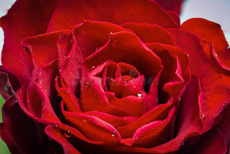 Red roses flower stock photo. Image of love, petal, single - 125936654