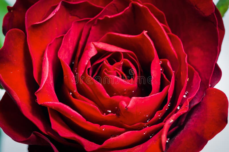 Red roses flower stock photo. Image of rose, stem, garden - 125936770