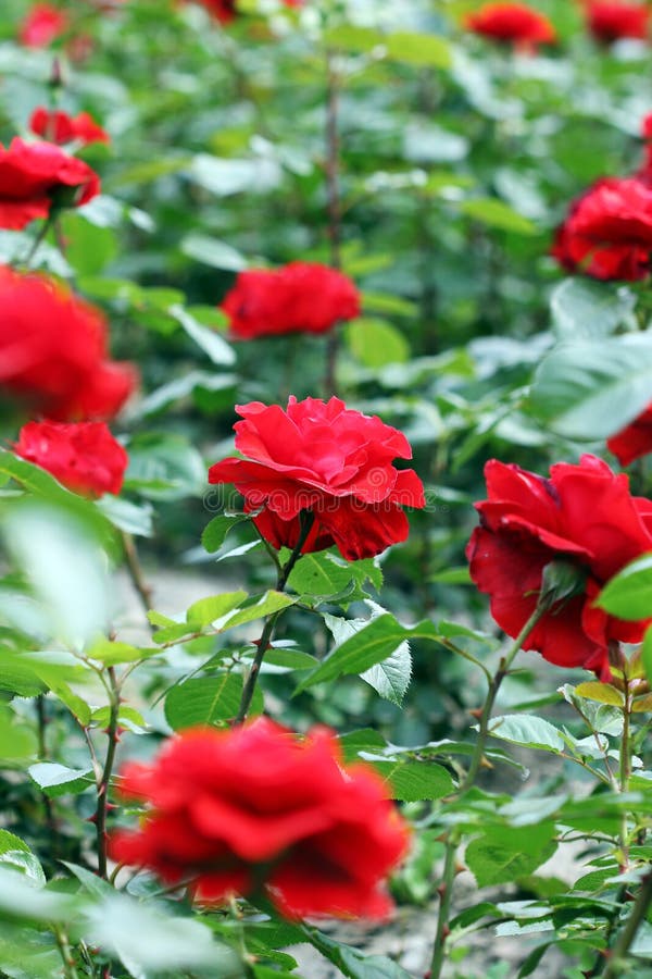 Red roses flower stock image. Image of beautiful, flora - 48930045