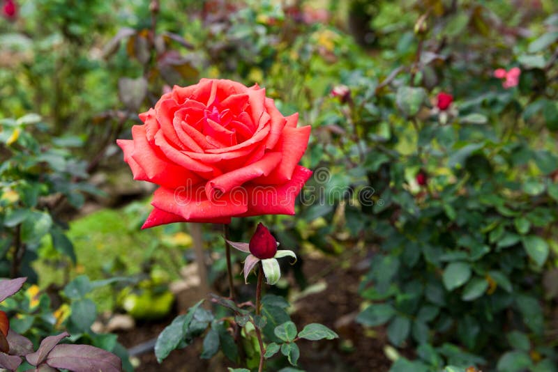 Red roses flower in garden stock image. Image of bloom - 65537711