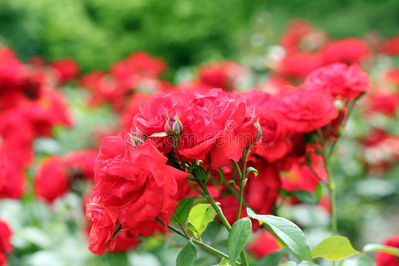Red roses flower garden stock photo. Image of garden - 36548324