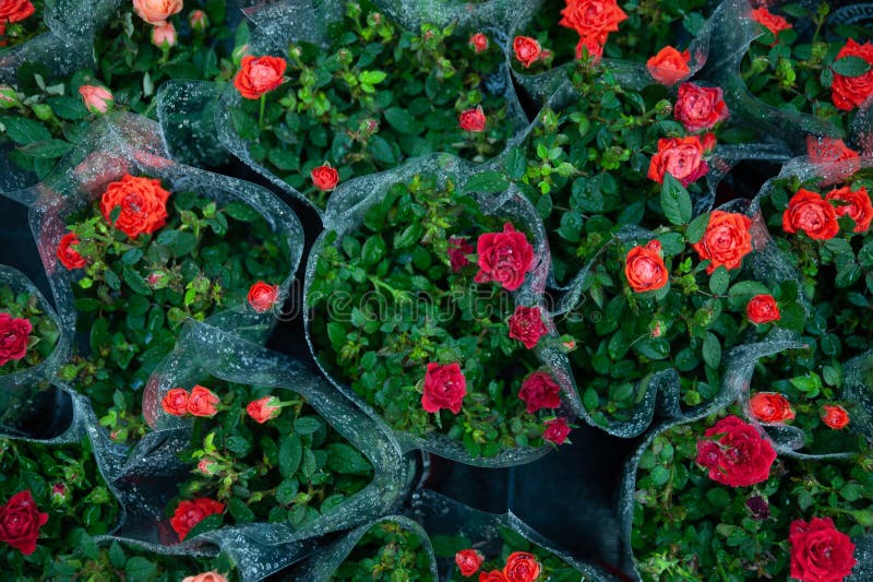 Roses in Flower Shop Packages Stock Photo - Image of wholesale, pack ...