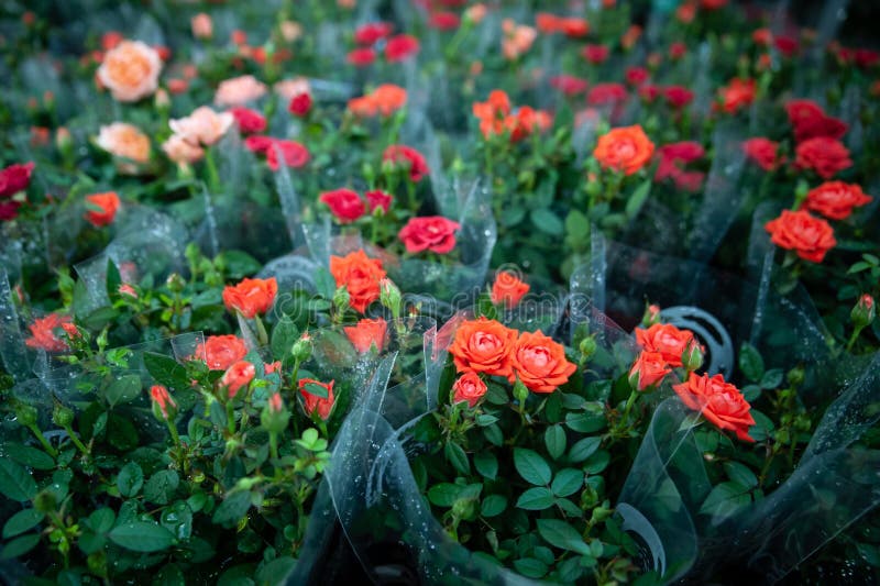 Red Roses in Flower Shop Packages Stock Image - Image of summer, flower ...