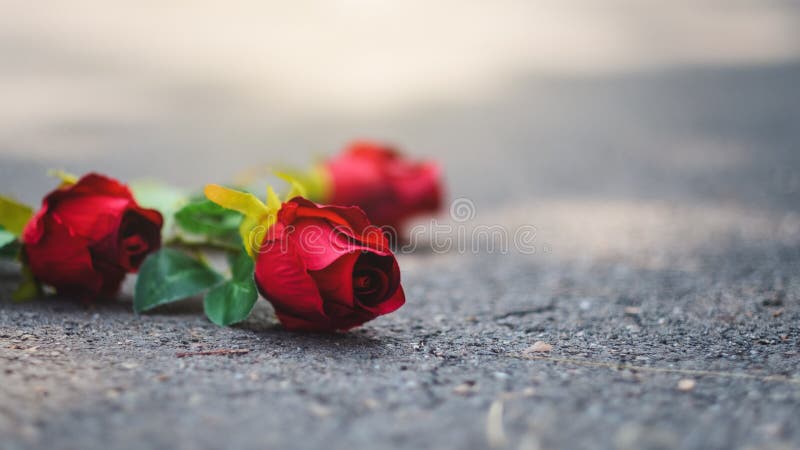 Red Roses Flower on the Floor Stock Image - Image of concept, flower ...