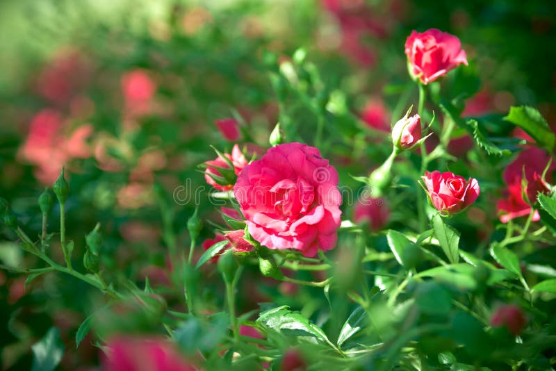 Red Roses on a Flowerbed in the Garden on a Sunny Day Stock Photo ...