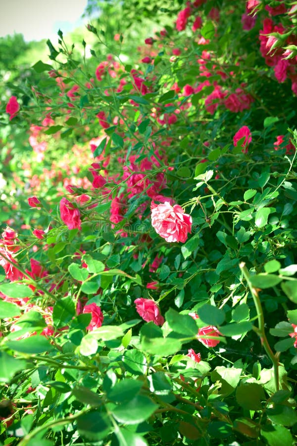 Red Roses on a Flowerbed in the Garden on a Sunny Day Stock Photo ...