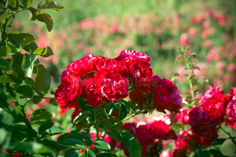 Red Roses on a Flowerbed in the Garden on a Sunny Day Stock Photo ...