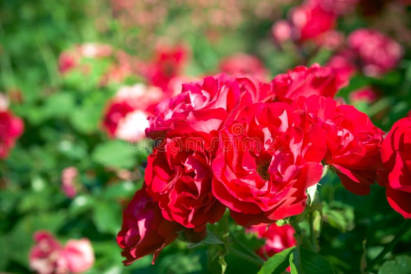 Red Roses on a Flowerbed in the Garden on a Sunny Day Stock Image ...