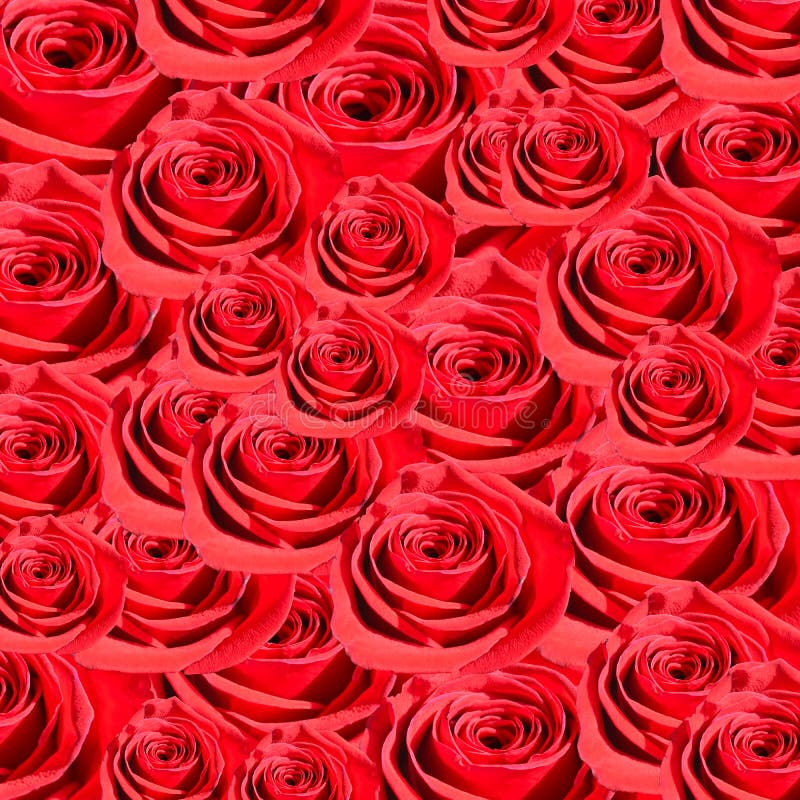 Red Roses Flowers Pattern Texture Background for Design Stock Image ...