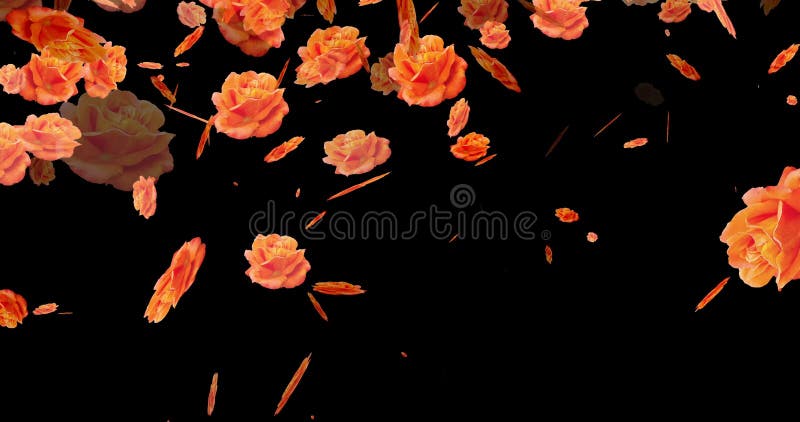 Red Roses are Flying on Black Background Stock Footage - Video of ...