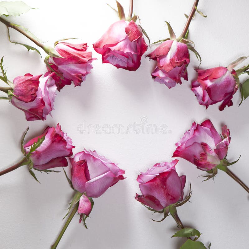 The Red Roses Form a Circle with a Copy Space for Writing on a White ...
