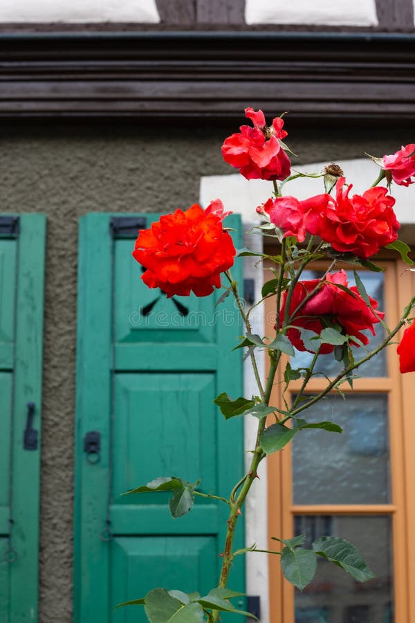 Red Roses on Framework Facade with Green Window Shutter of Wood Stock ...
