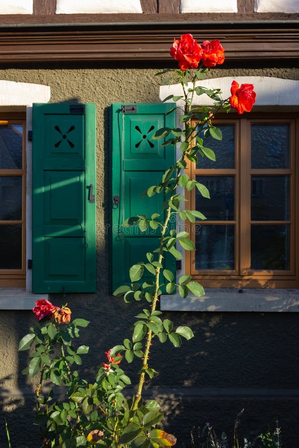Red Roses on Framework Facade with Window Green Shutters Stock Image ...