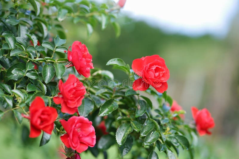 Red Roses. the Fresh Red Roses in the Flower Garden Backyard Aft Stock ...
