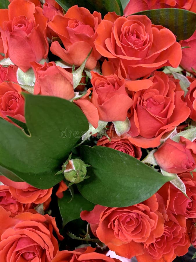 Red Roses stock image. Image of rose, vibrant, fresh - 163247809