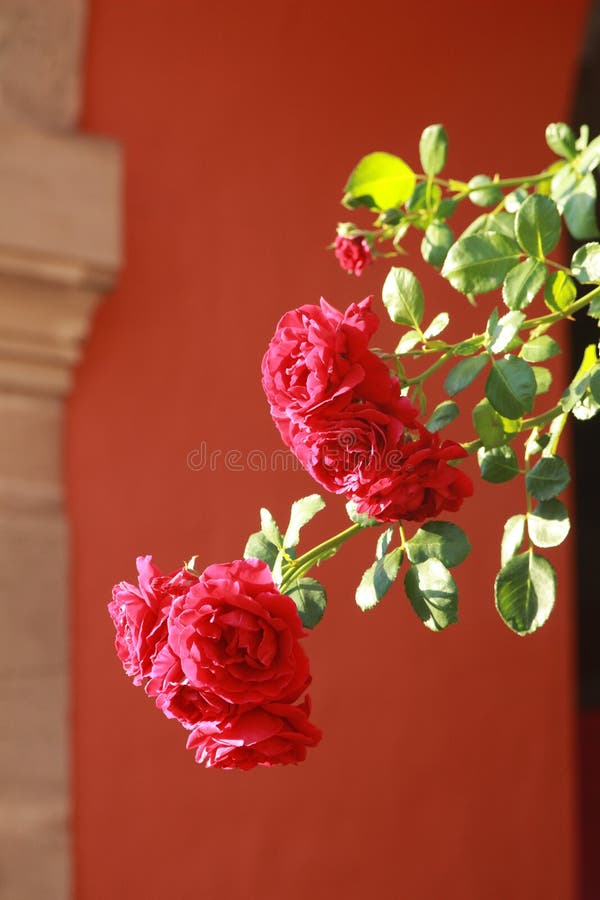 Red Roses in Front of an Old Building Stock Photo - Image of floral ...
