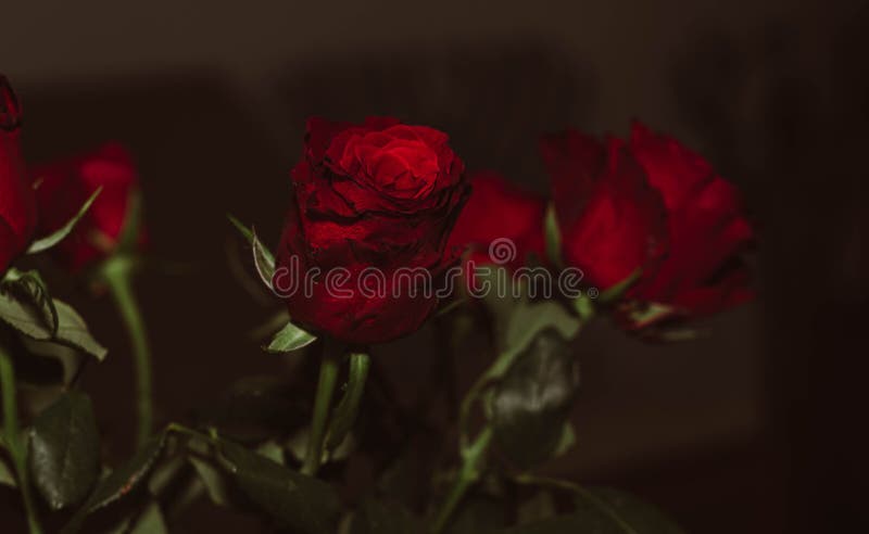 Red roses front view stock photo. Image of closeup, botanical - 276580026