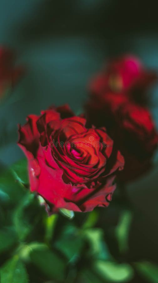 Roses in Front of the Garden Fence. Stock Photo - Image of erect, mood ...