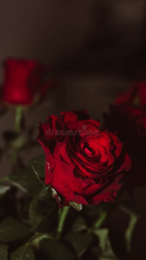 Roses in Front of the Garden Fence. Stock Photo - Image of erect, mood ...