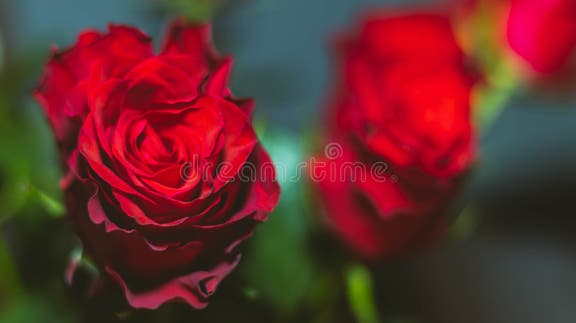 Red roses front view stock photo. Image of layout, beautiful - 276580074