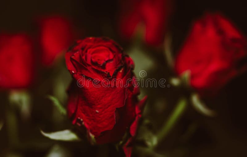 Roses in Front of the Garden Fence. Stock Photo - Image of erect, mood ...