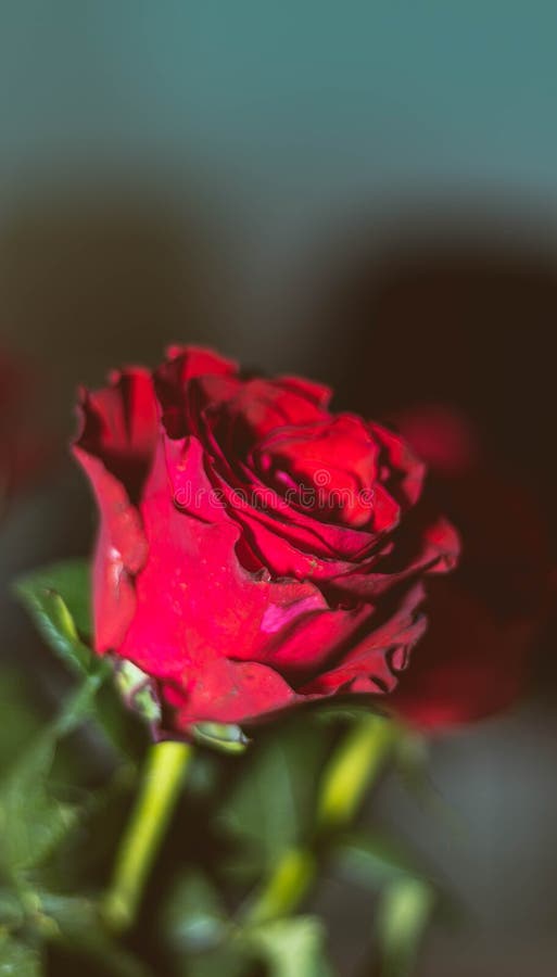 Roses in Front of the Garden Fence. Stock Photo - Image of erect, mood ...