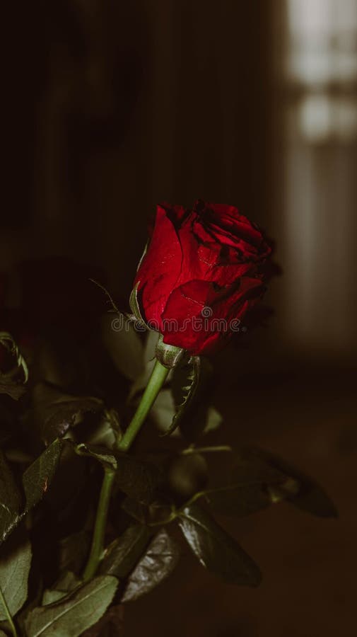 Roses in Front of the Garden Fence. Stock Photo - Image of erect, mood ...