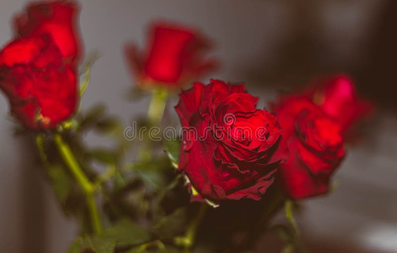 Roses in Front of the Garden Fence. Stock Photo - Image of erect, mood ...