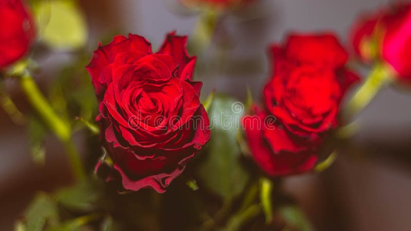 Roses in Front of the Garden Fence. Stock Photo - Image of erect, mood ...