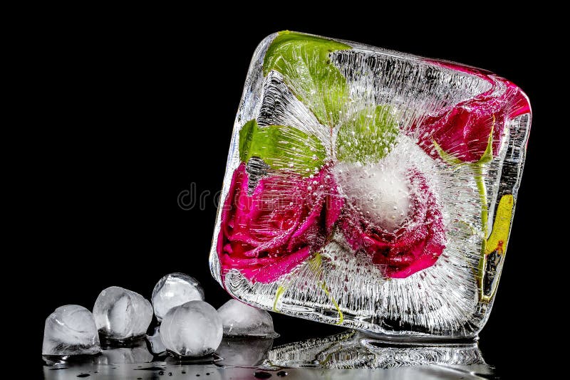 Rose frozen in ice stock photo. Image of elegance, beauty - 75195904