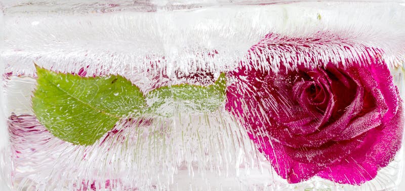 Rose frozen in ice stock photo. Image of elegance, beauty - 75195904
