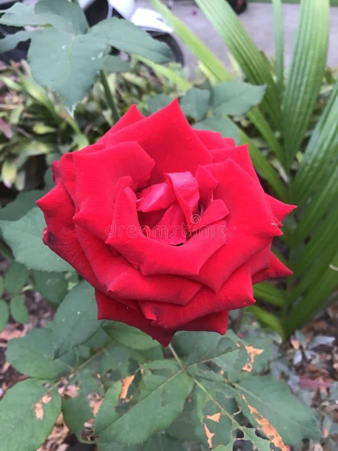 Red roses in full bloom stock photo. Image of roses - 168145228