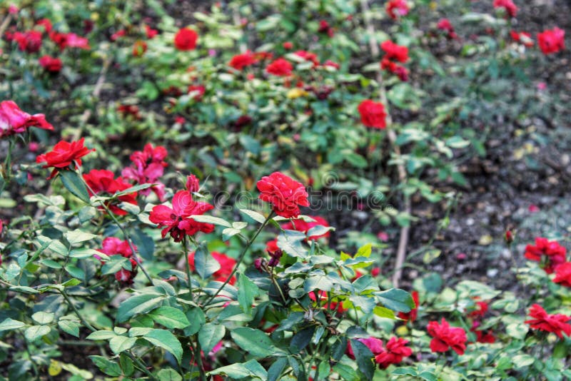 Red roses in the garden stock image. Image of outdoors - 105773681