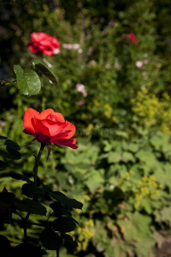 Red Roses and the Wheat Field in the Background Stock Image - Image of ...