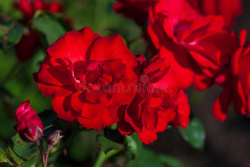Red roses in the garden stock photo. Image of bloodred - 207772912