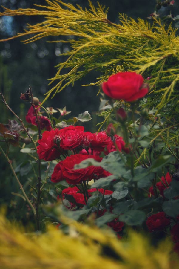 Red roses in the garden stock image. Image of ciute - 227858847