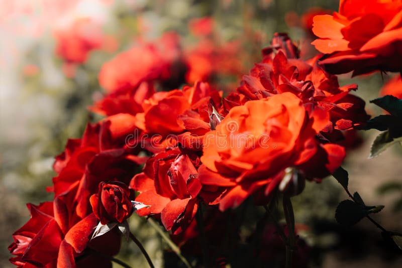 Roses in a garden stock image. Image of close, vibrant - 247474931