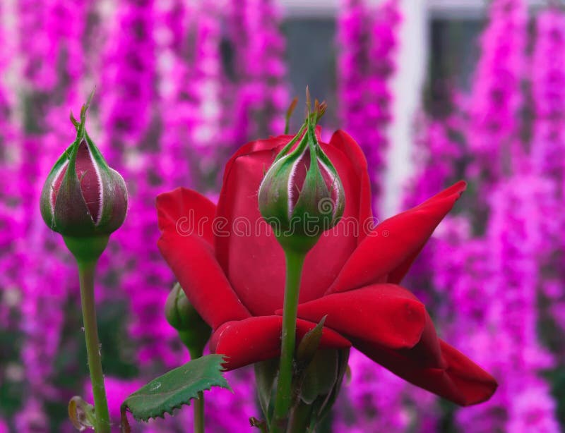 Red roses in the garden stock photo. Image of plant - 251613404