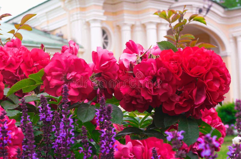 Red roses in the garden stock image. Image of flower - 251614219