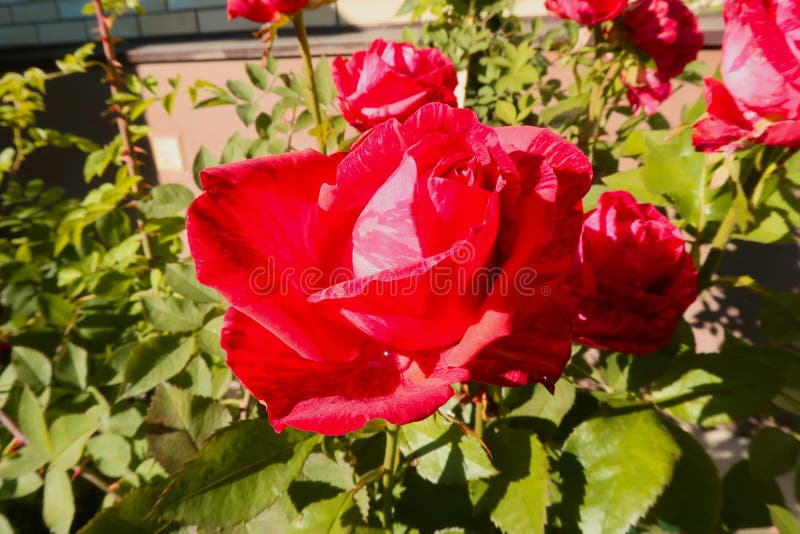 Red roses in the garden stock image. Image of rose, blossom - 260266659