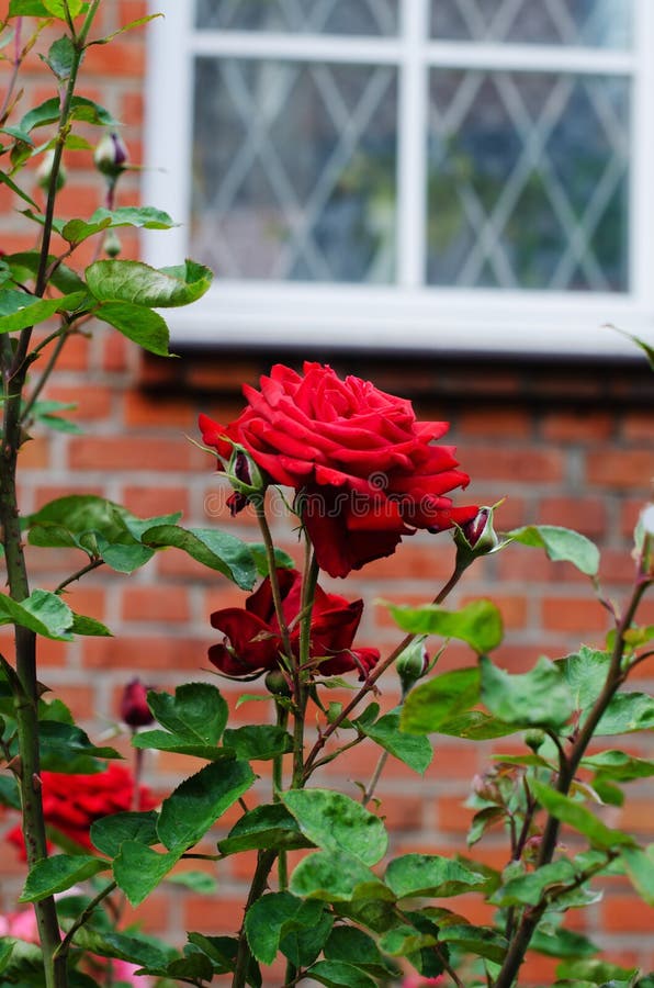 Red roses stock photo. Image of garden, pink, bloom, bricks - 72383426