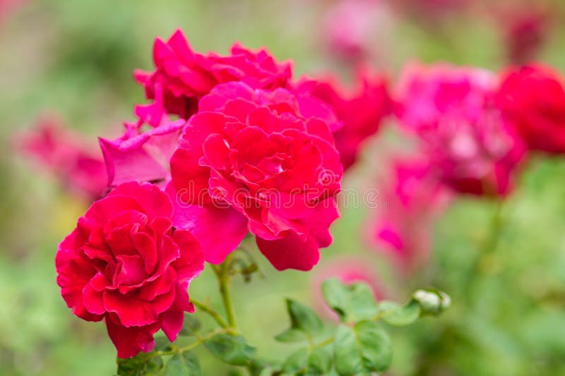 Red roses in the garden stock image. Image of relax, pink - 42539489