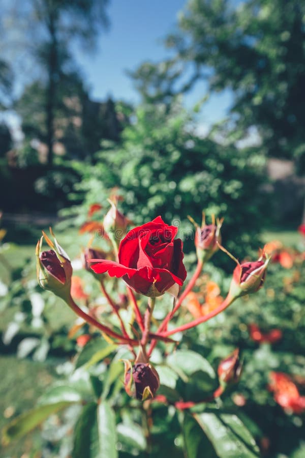 Red roses in the garden stock photo. Image of cultivation - 75309484