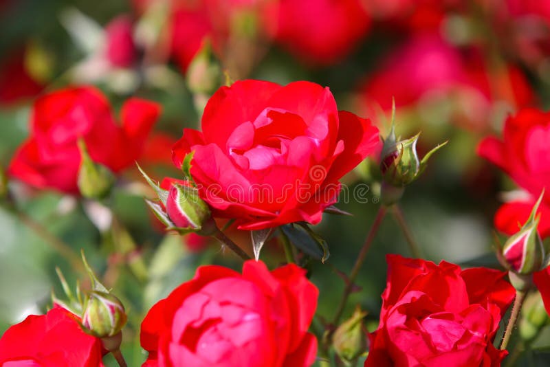 Red Roses in the Garden, Blurred Background, Red Roses in the Garden ...