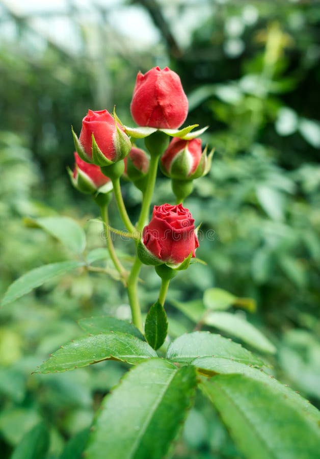 Red roses in the garden stock photo. Image of garden - 56756656