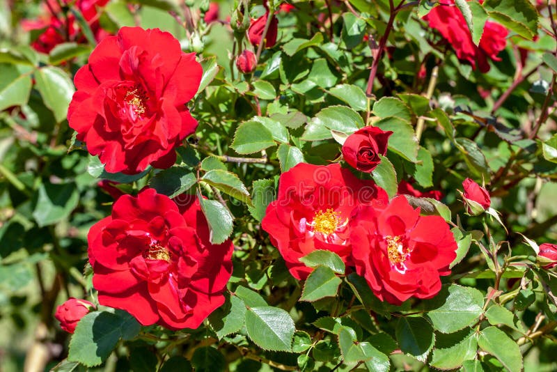 Red roses in the garden stock photo. Image of leaf, floral - 138834674
