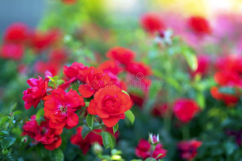 Red roses in the garden stock image. Image of flora - 171283781