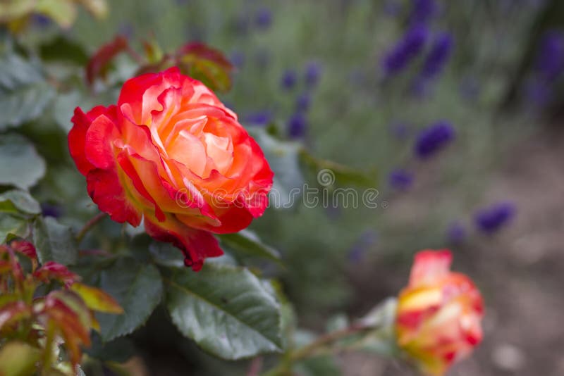 Red roses in a garden stock photo. Image of health, environment - 267409178